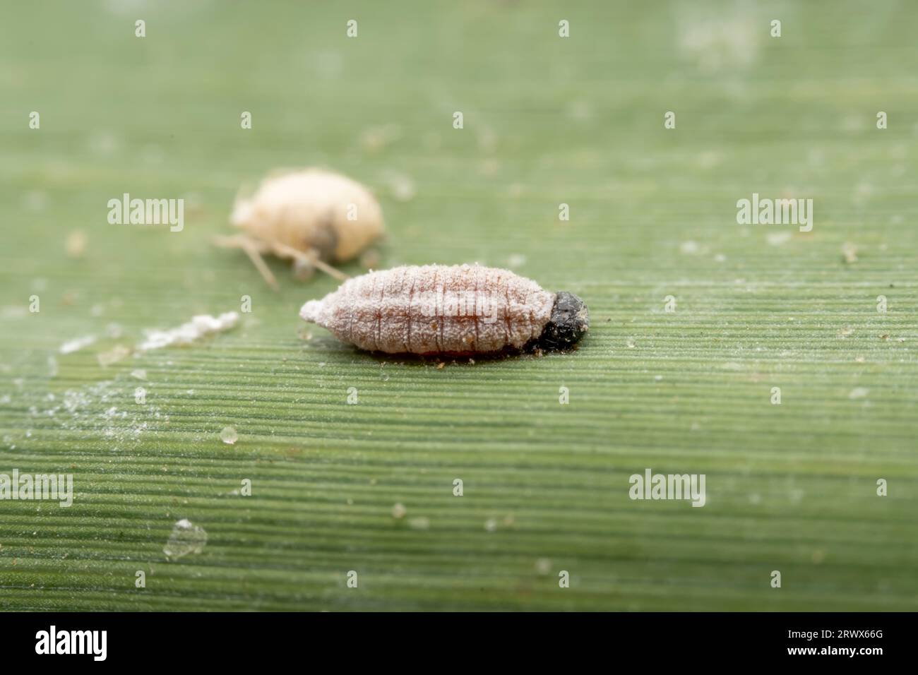 Aquatic pests hi-res stock photography and images - Alamy