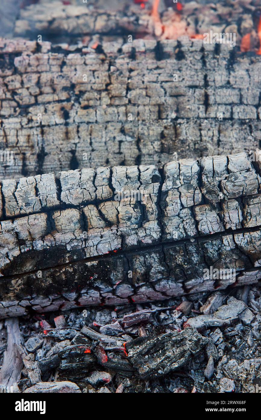 Charred black log with white cracked ashen surface close up with small ...