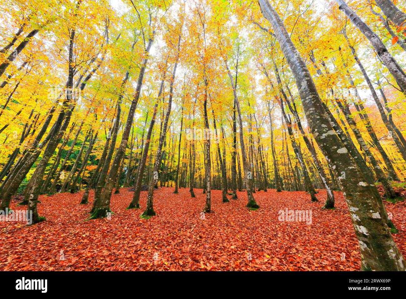 Beech forest with autumn leaves Stock Photo - Alamy
