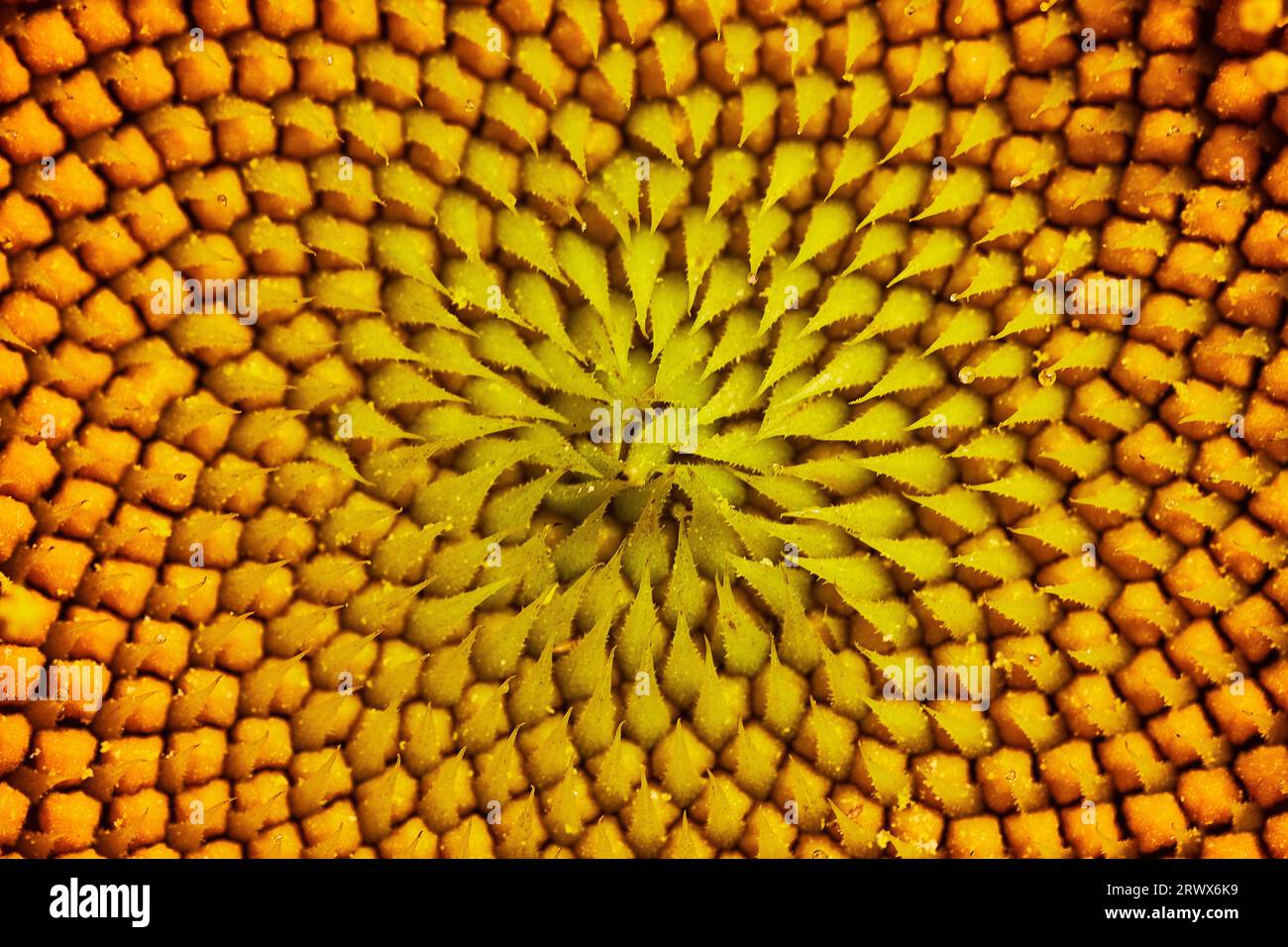 Abstract macro view of pointy seed teeth of yellow sunflower center ...