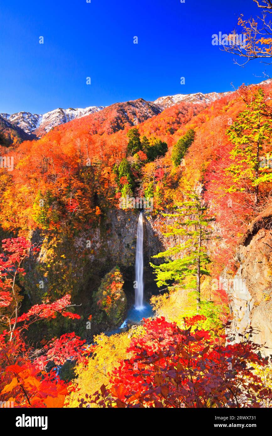 Autumn Shirasui Waterfall with Autumn Leaves and Snow-capped Hakusan ...