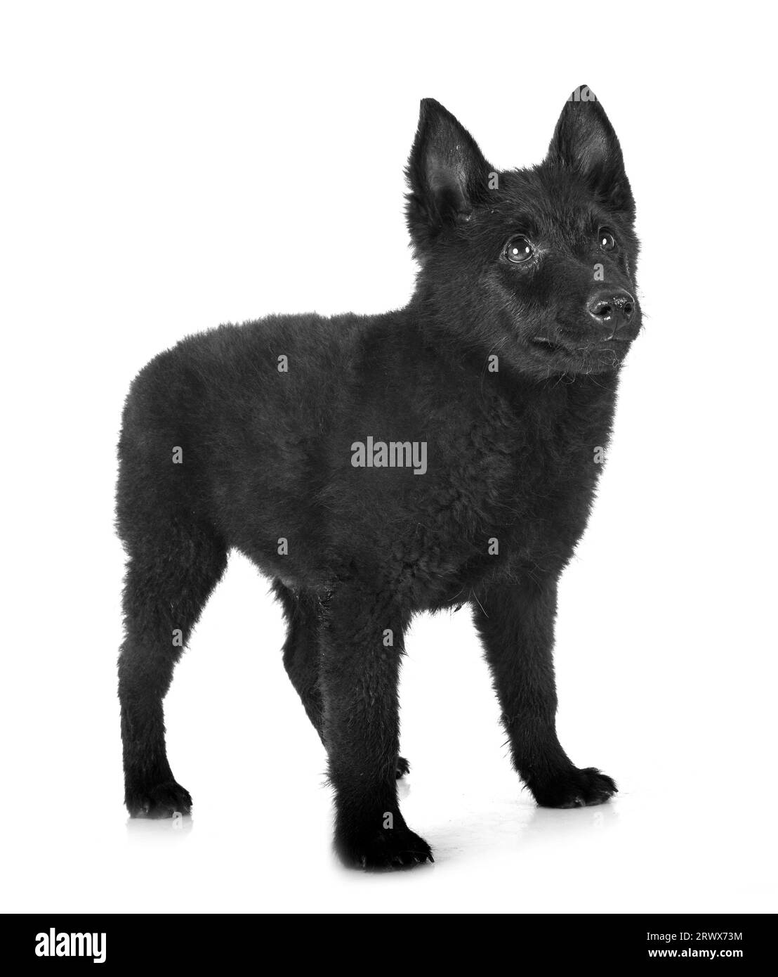 young Schipperke in front of white backgruond Stock Photo - Alamy