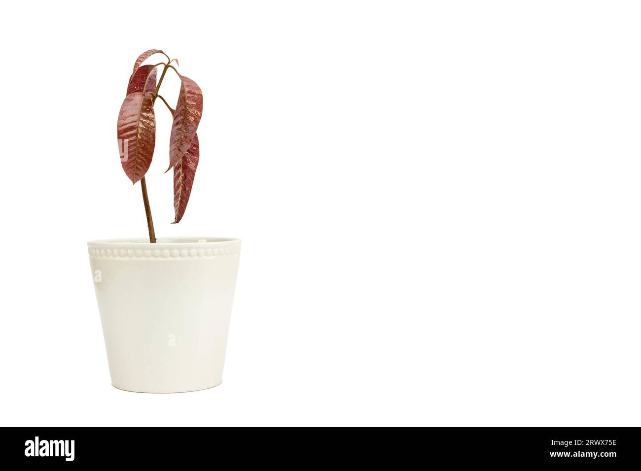 Sprouted mango seed in a white ceramic pot with copy space Stock Photo ...