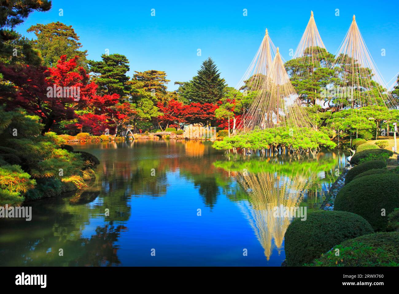 Snow hanging from Karasaki pine tree in Kasumigaike Pond at Kanazawa ...