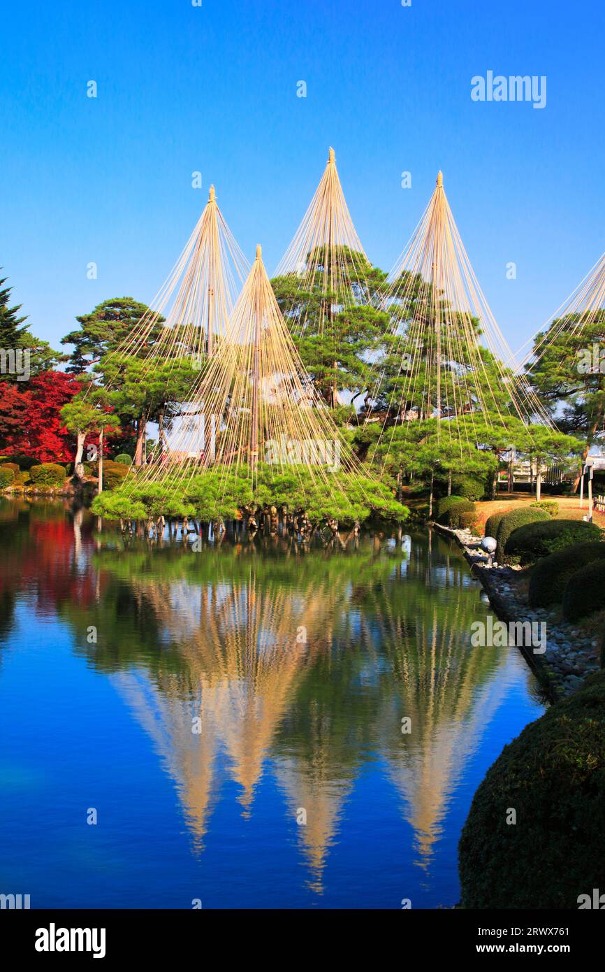 Snow hanging from Karasaki pine tree in Kasumigaike Pond at Kanazawa ...