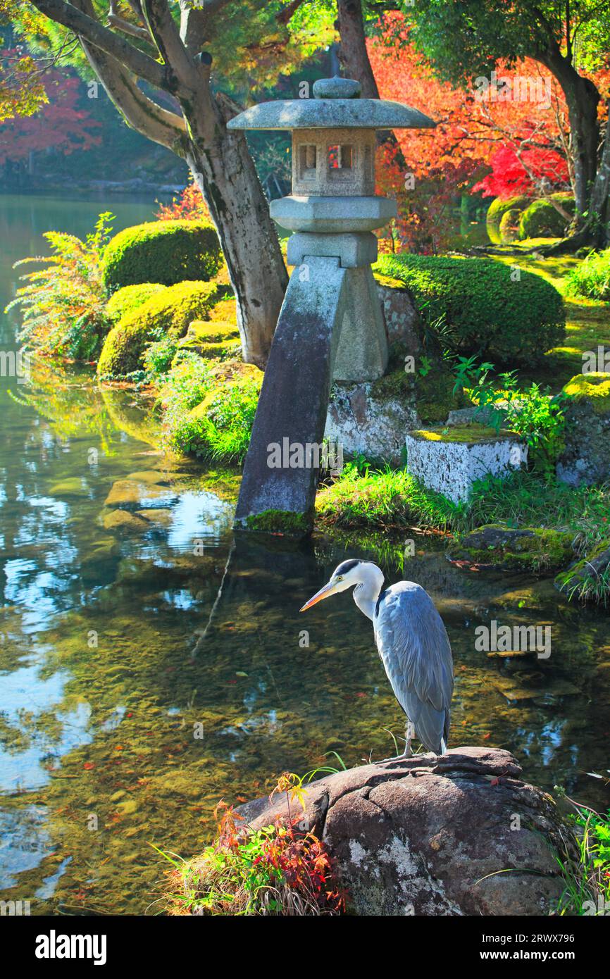Local egrets in Kasumigaike Pond and the Kouji lantern in Kanazawa ...