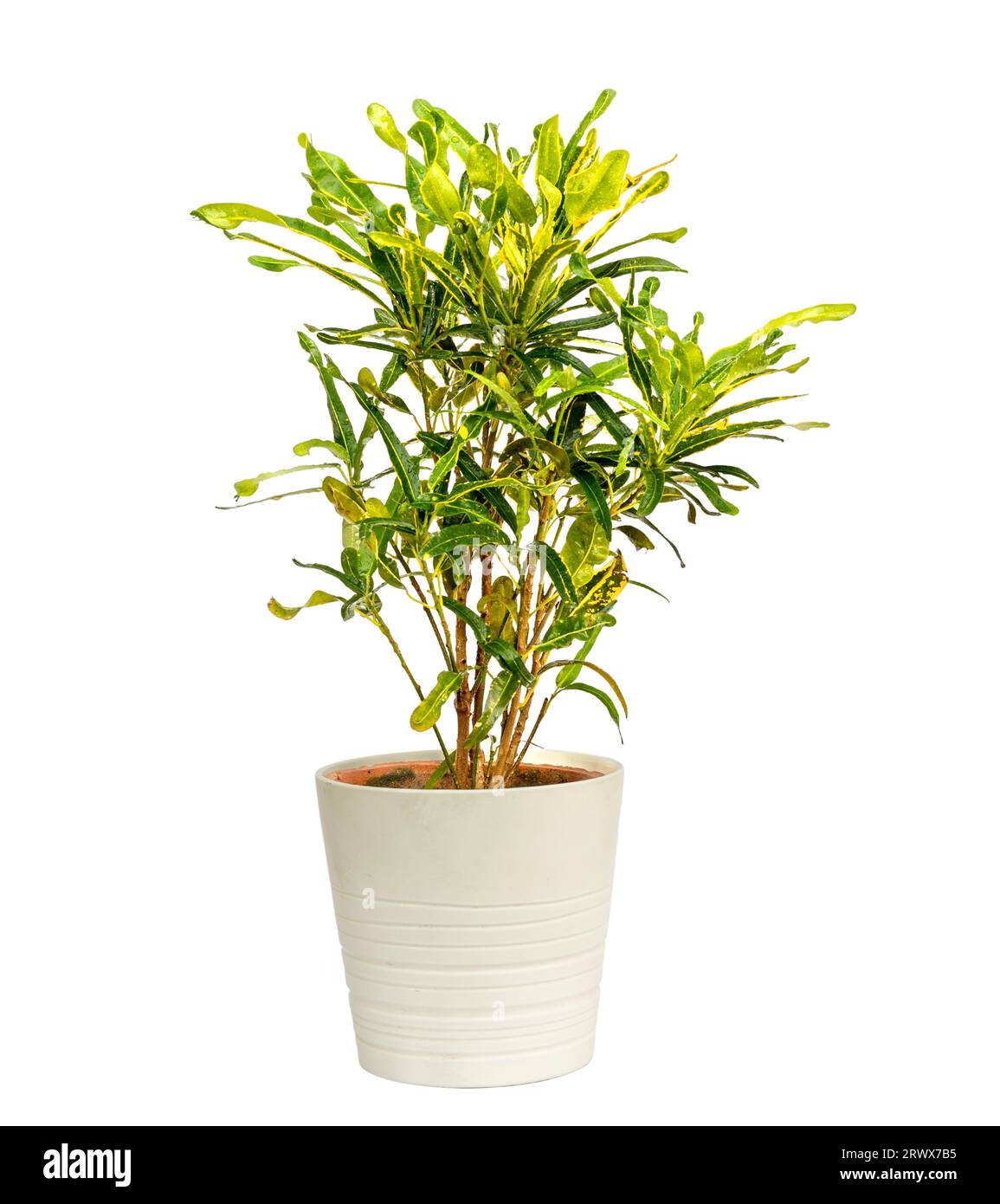 Croton mammey with usual leaf shape and colorful foliage plant isolated ...