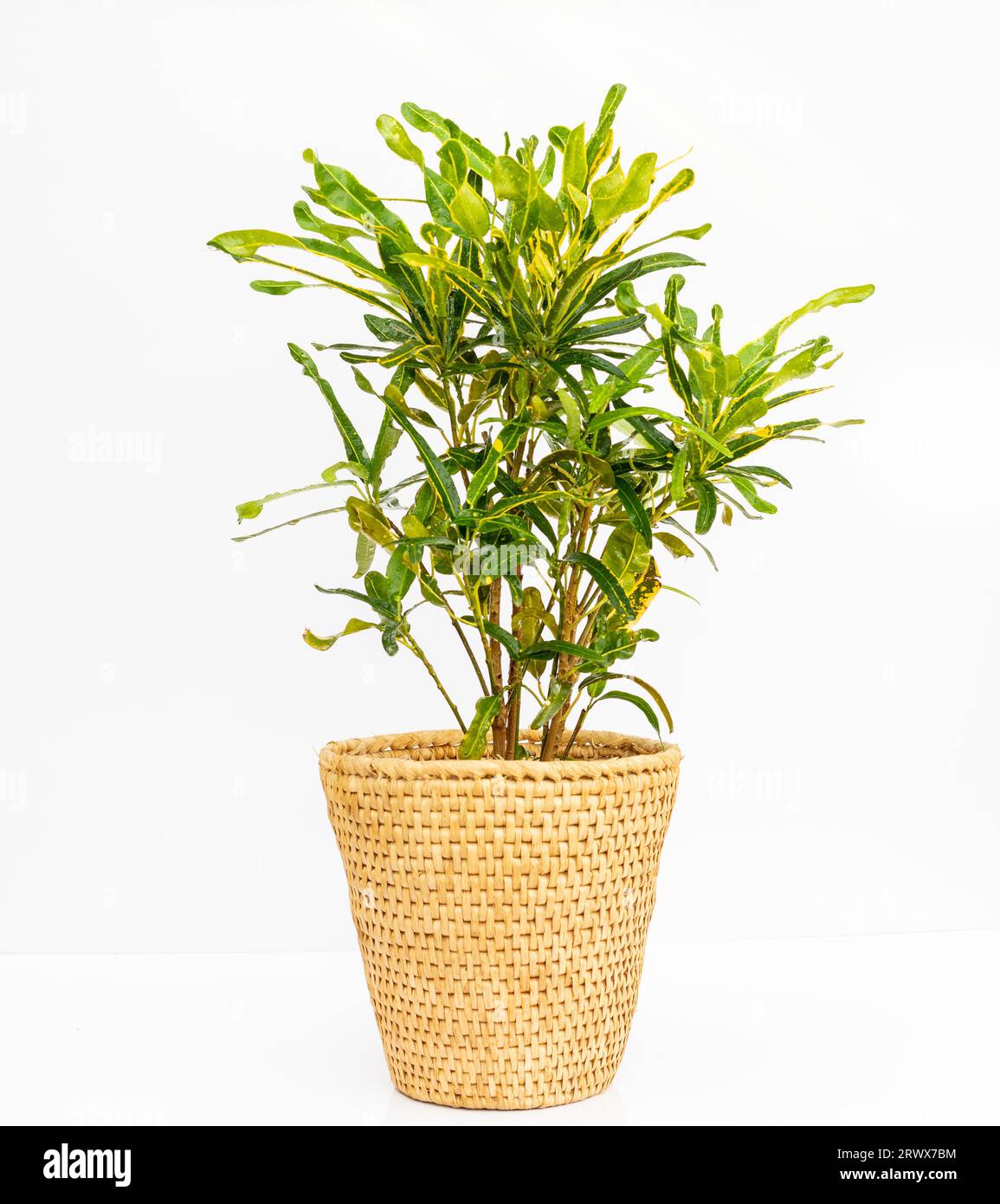 Croton codiaeum mammi in a decorative basket isolated on white ...