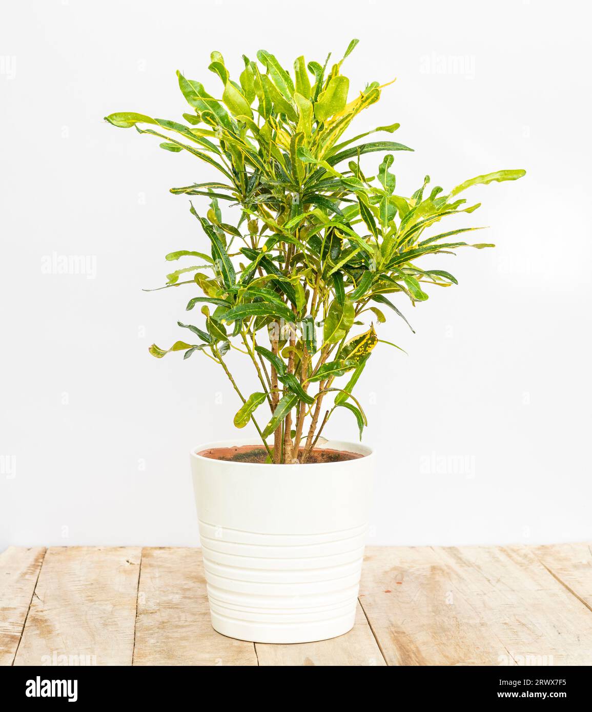 Croton mammy plant hi-res stock photography and images - Alamy