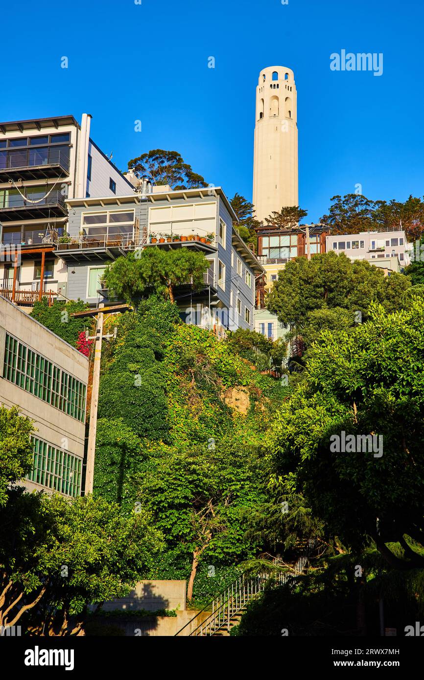Stairs leading up through trees toward Coit Tower under vibrant blue ...