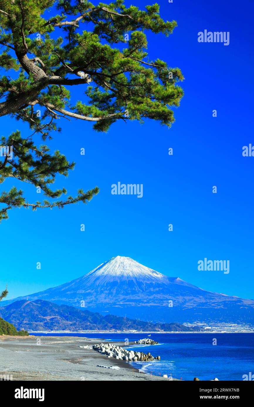 Snow-capped Mt. Fuji from Miho Pine Grove Stock Photo - Alamy