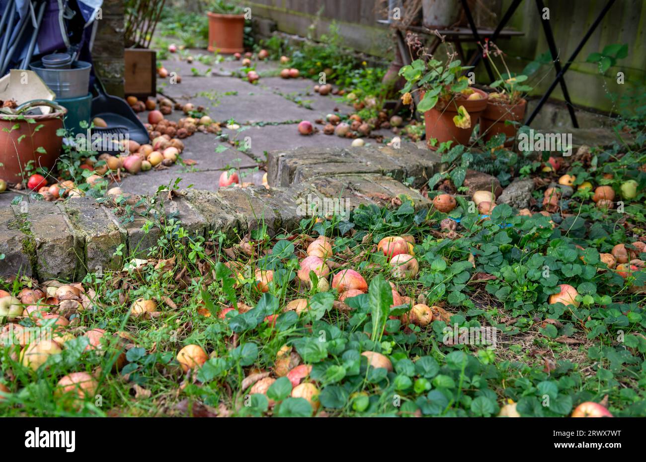 Fallen organic apples in the lawn and pathway of a garden Stock Photo ...