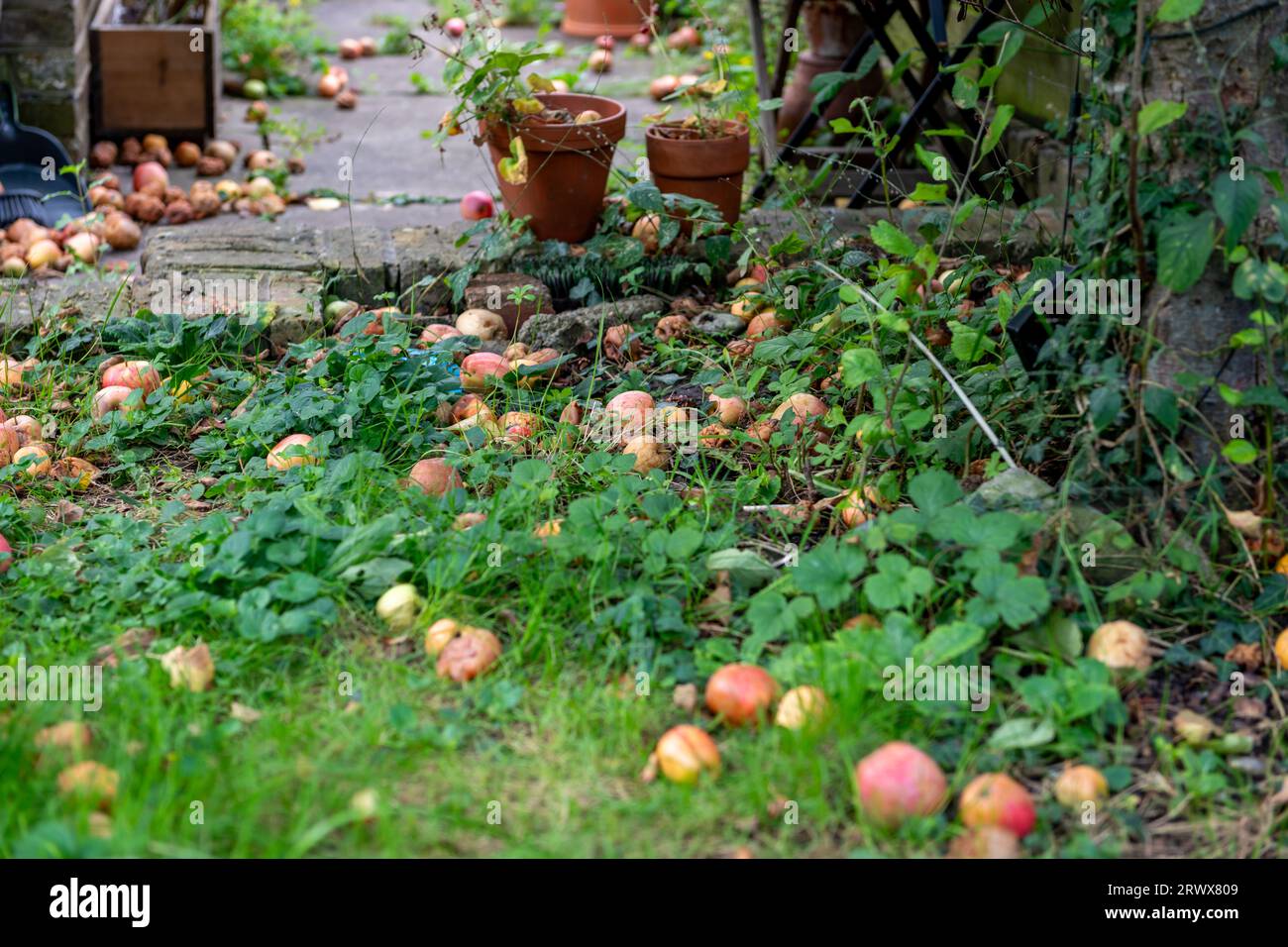 Fallen organic apples in the lawn and pathway of a garden Stock Photo ...