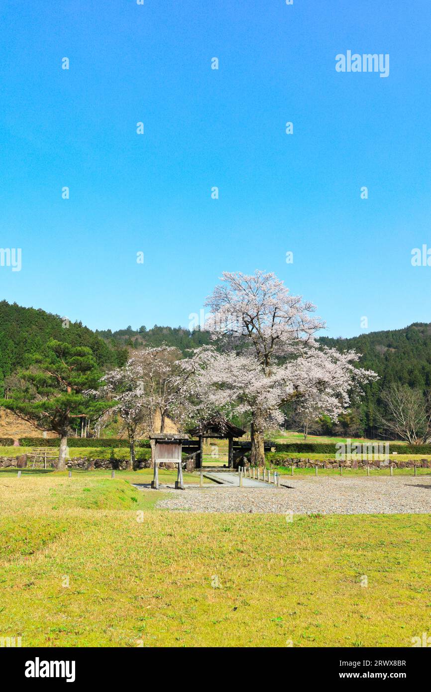 Karamon gate and cherry blossoms at the Ichijodani Asakura Clan Site in ...
