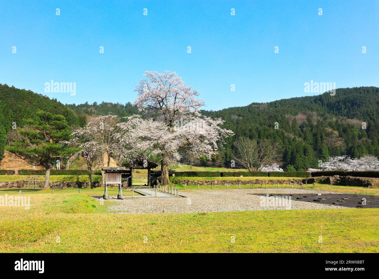 Karamon gate and cherry blossoms at the Ichijodani Asakura Clan Site in ...