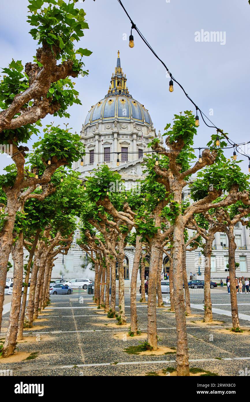 Rows of oak trees with strings of lights with looming city hall in ...