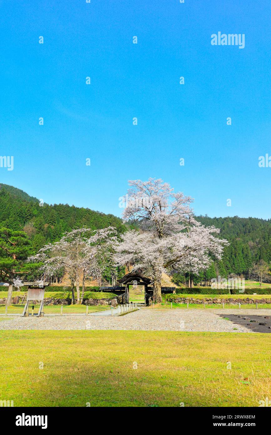 Karamon gate and cherry blossoms at the Ichijodani Asakura Clan Site in ...