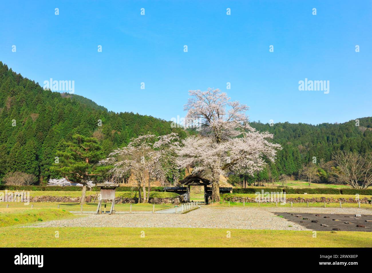 Karamon gate and cherry blossoms at the Ichijodani Asakura Clan Site in ...