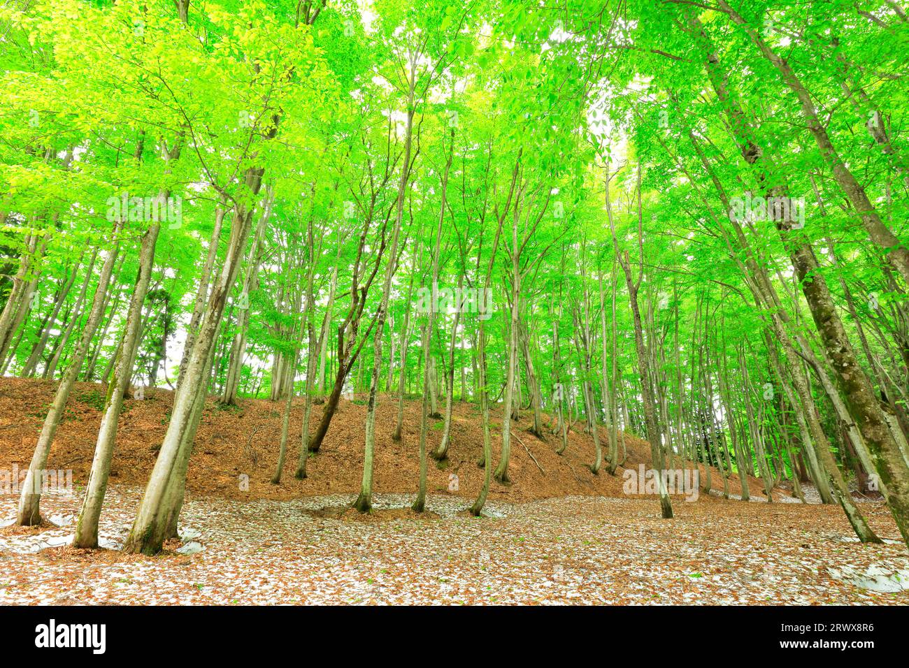 Thawing tree hi-res stock photography and images - Alamy