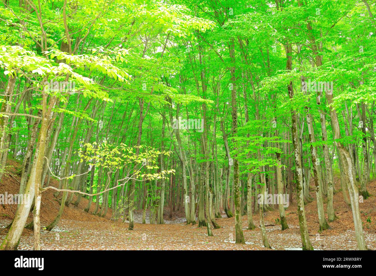 Thawing tree hi-res stock photography and images - Alamy
