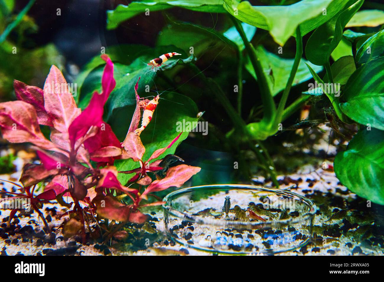 Saltwater tank with several plankton swimming around and in petri dish ...