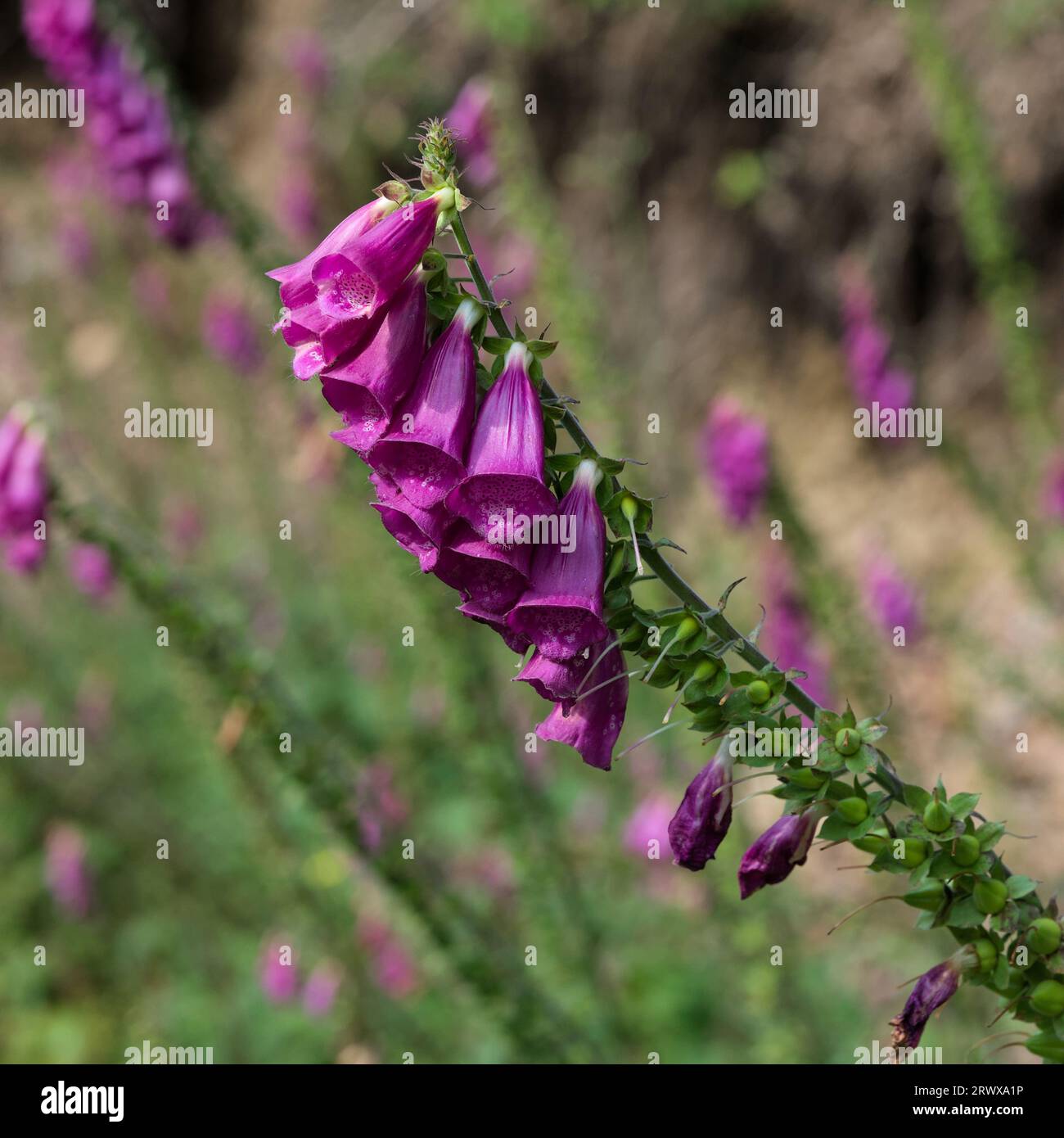 wild purple cactus (digitalis purpurea Stock Photo - Alamy