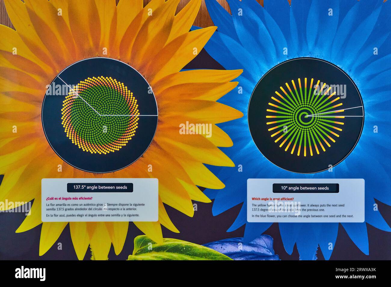 Colorful artwork showing science behind sunflower seed placement Stock ...