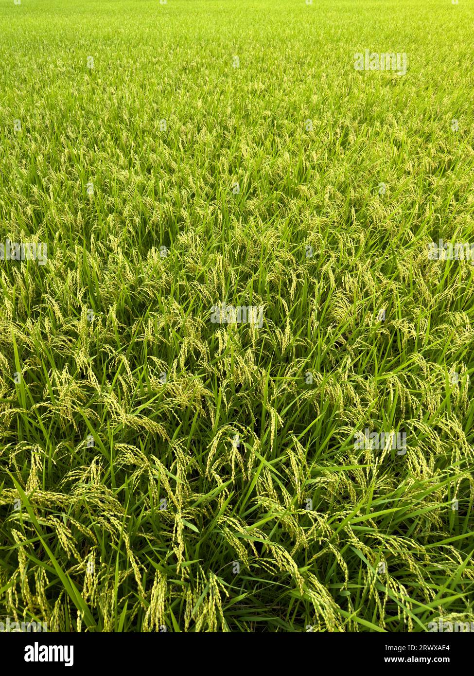 Sustainable horizons hi-res stock photography and images - Alamy