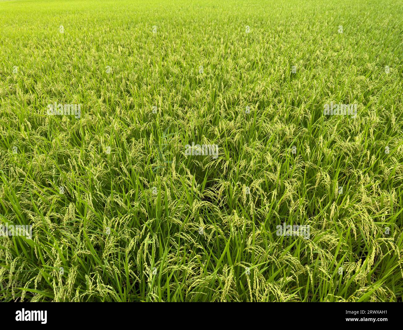 Green rice field seedlings hi-res stock photography and images - Alamy