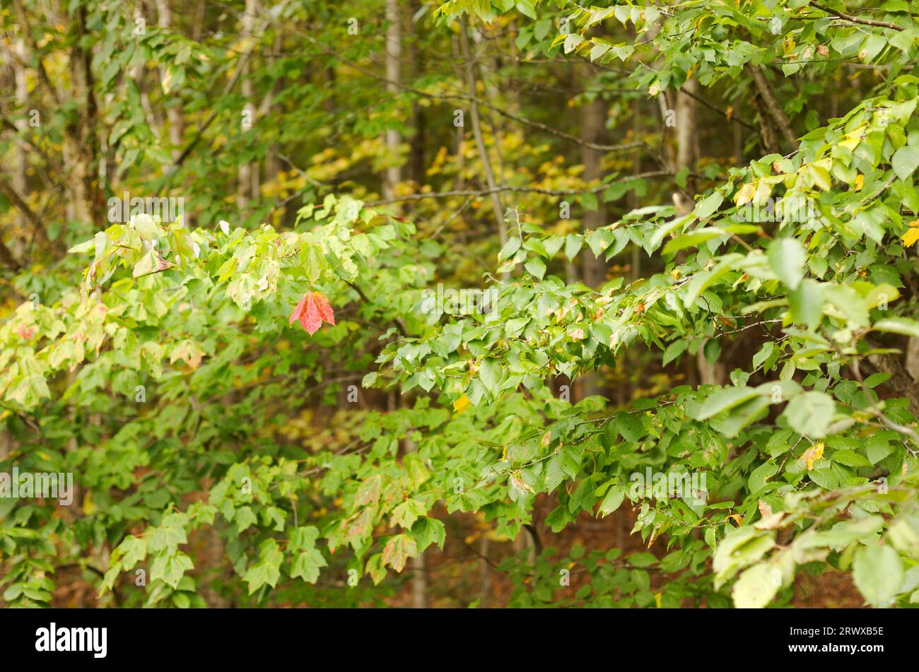 Early Autumn in the forest. Quebec,Canada Stock Photo - Alamy