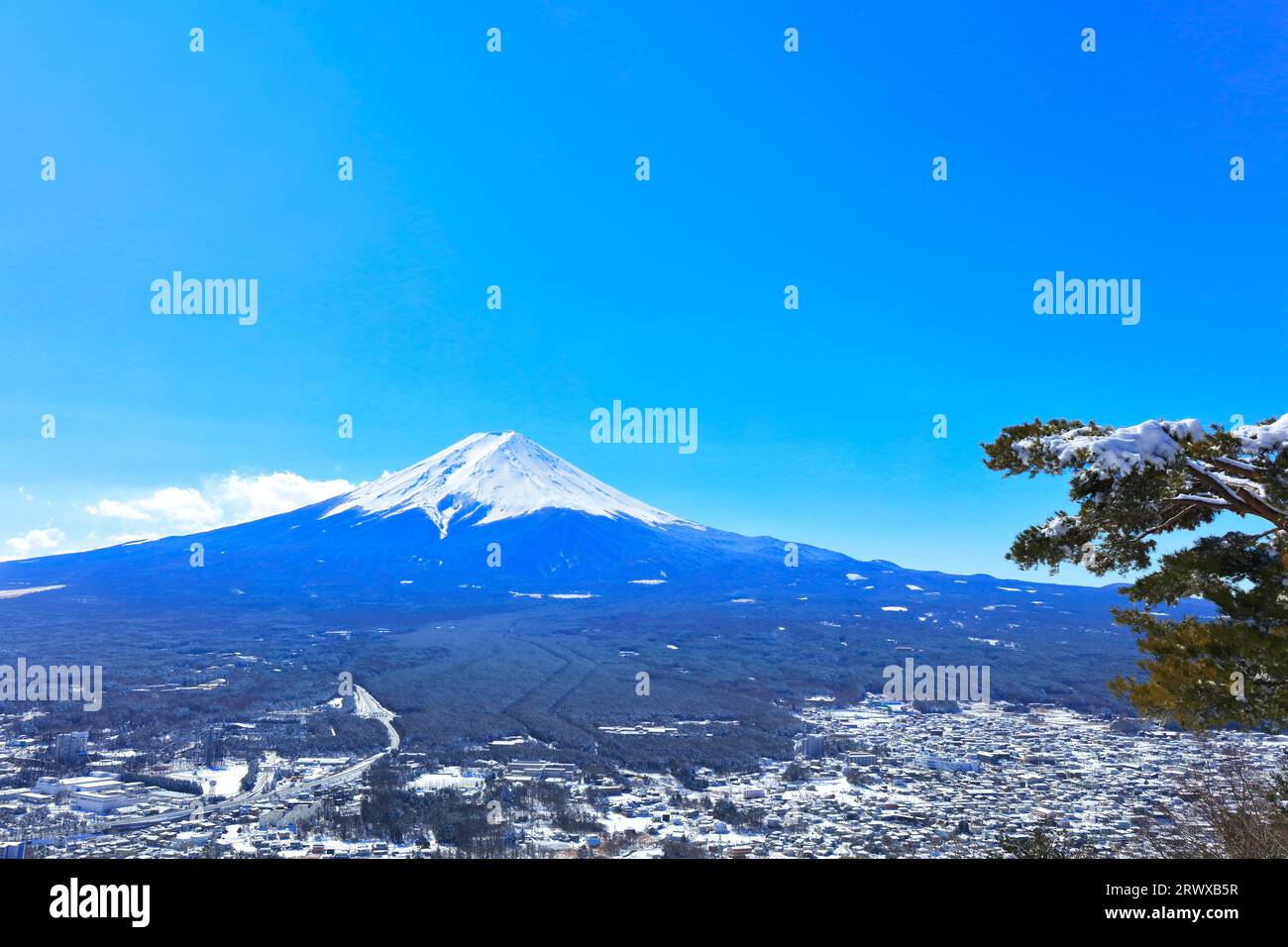 Snow on Mt. Fuji and Pine Trees Stock Photo - Alamy
