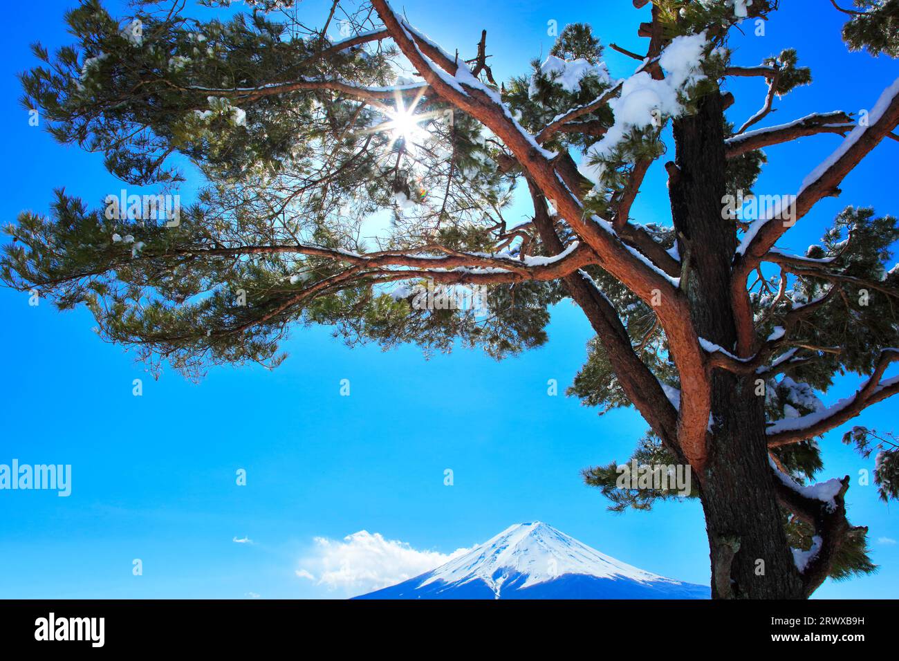 The Sun on Mt. Fuji and Pine Trees Stock Photo - Alamy