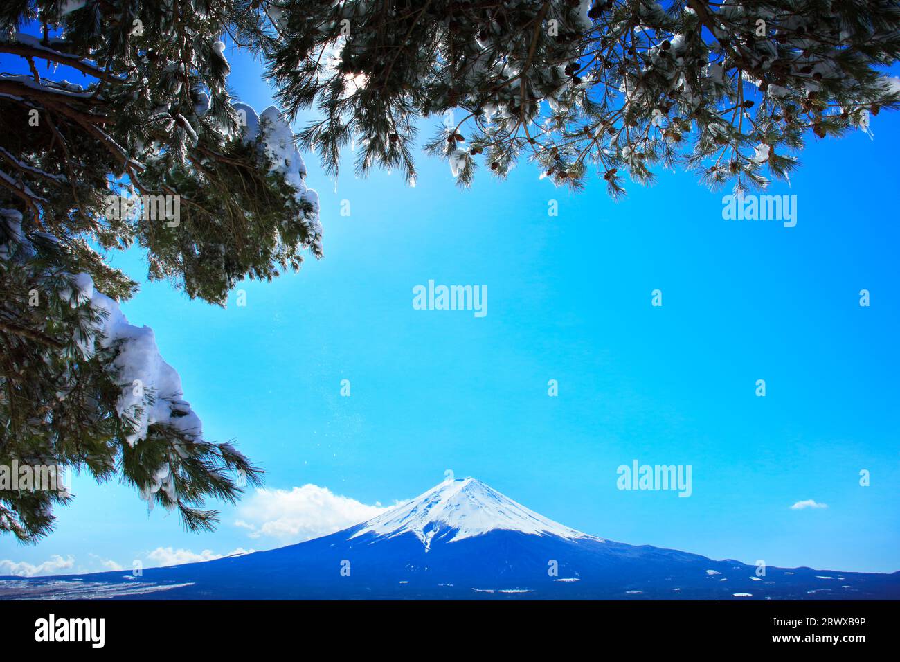 The Sun on Mt. Fuji and Pine Trees Stock Photo - Alamy