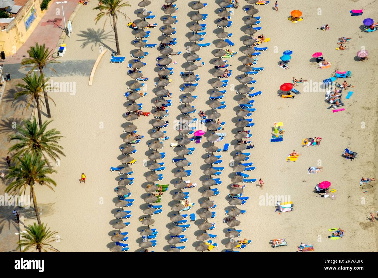 Aerial view, beach life with sun beds and umbrellas, Palmira beach at ...