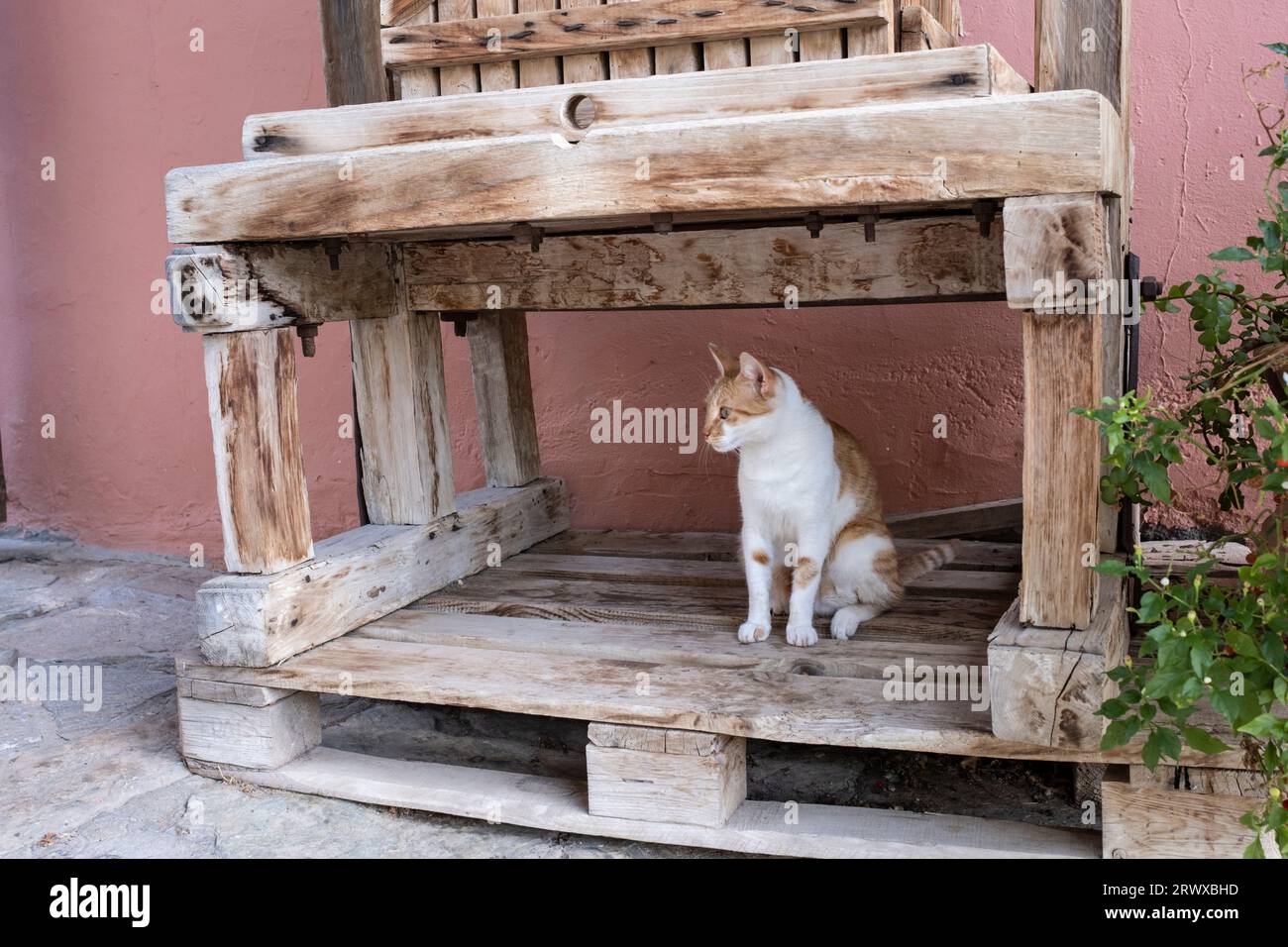 Good looking village cat in Arolithos Traditional Cretan Village ...