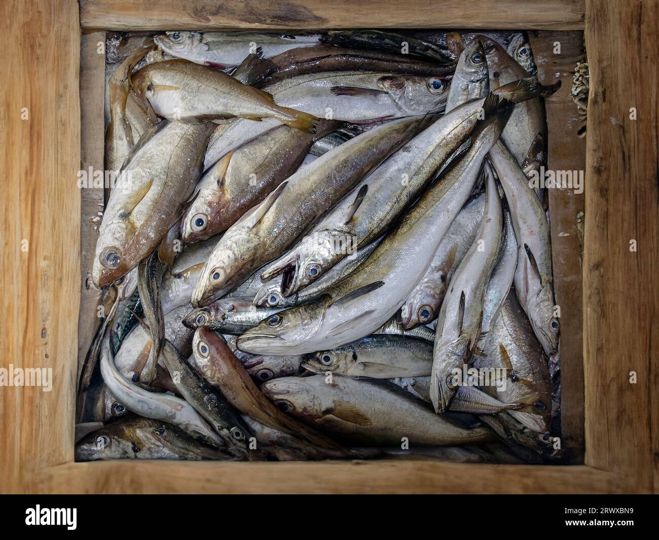 Delicious fresh fish just caught on the Portuguese coast still on board ...