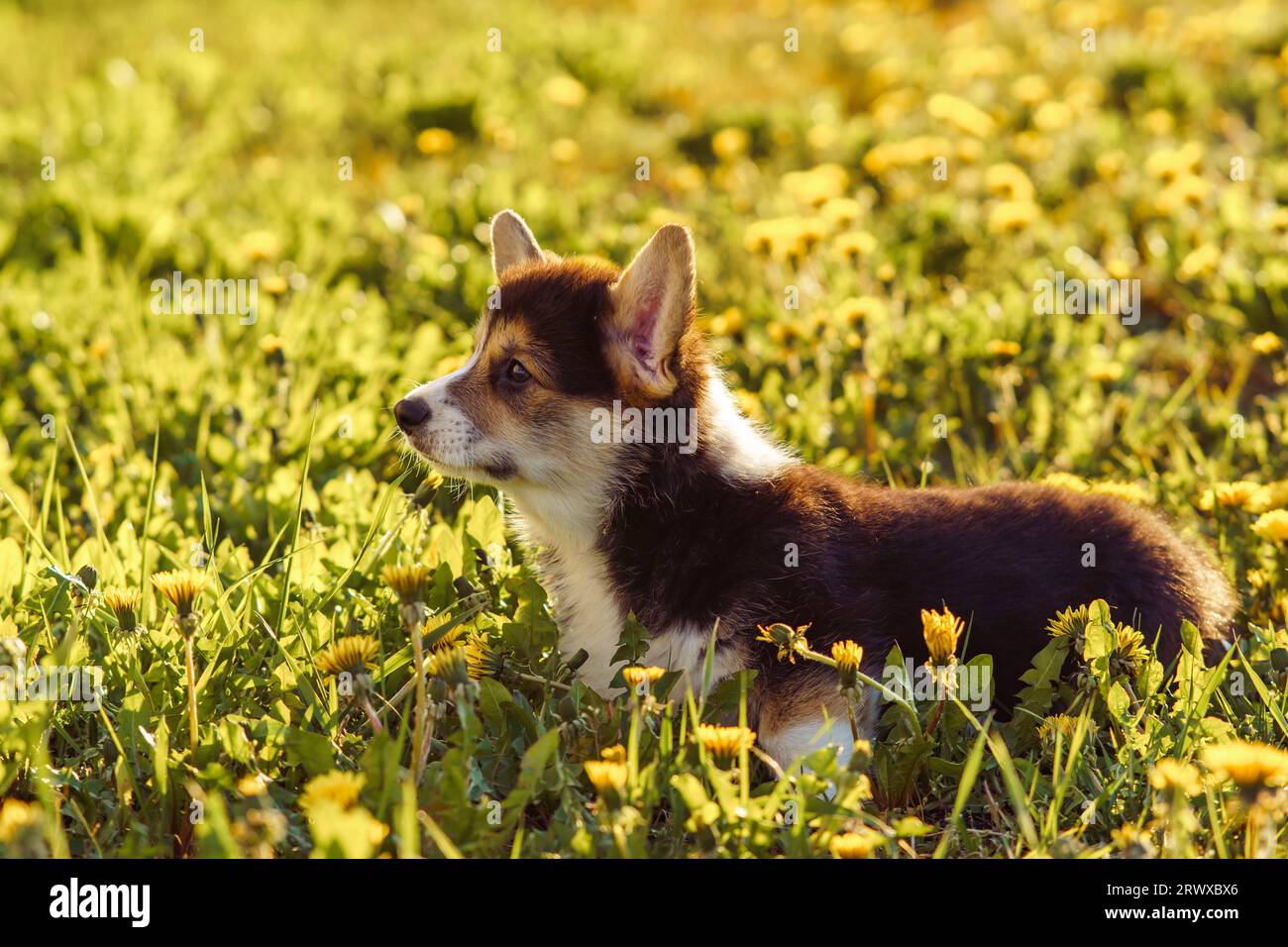 Side view of thoughtful young little brown white dog welsh pembroke ...