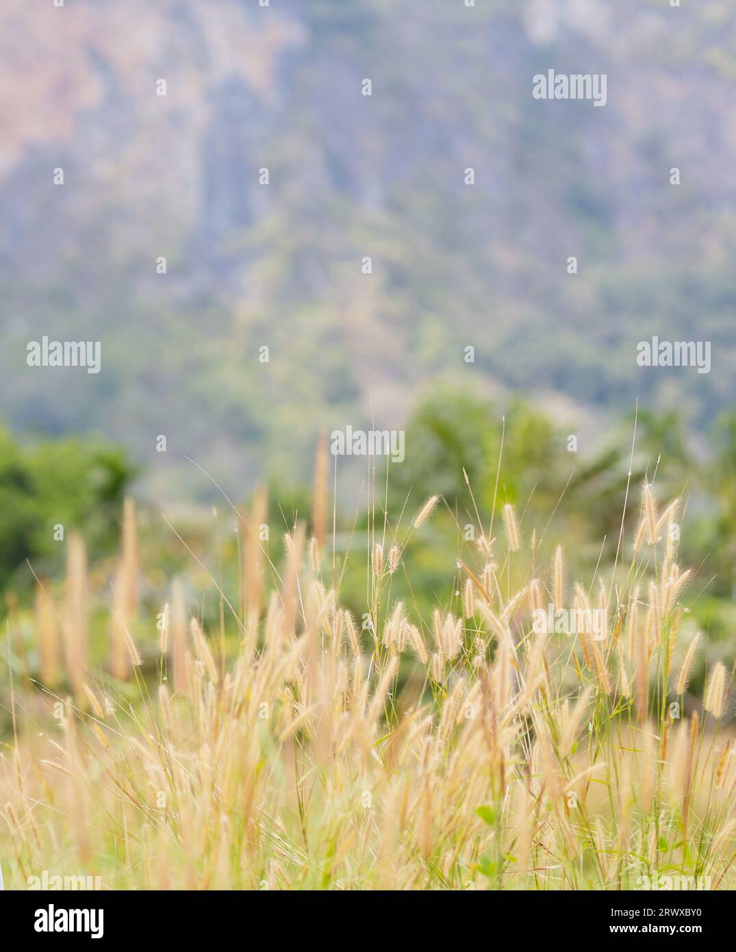 Long green golden bundles of field grass waving with the wind on a ...