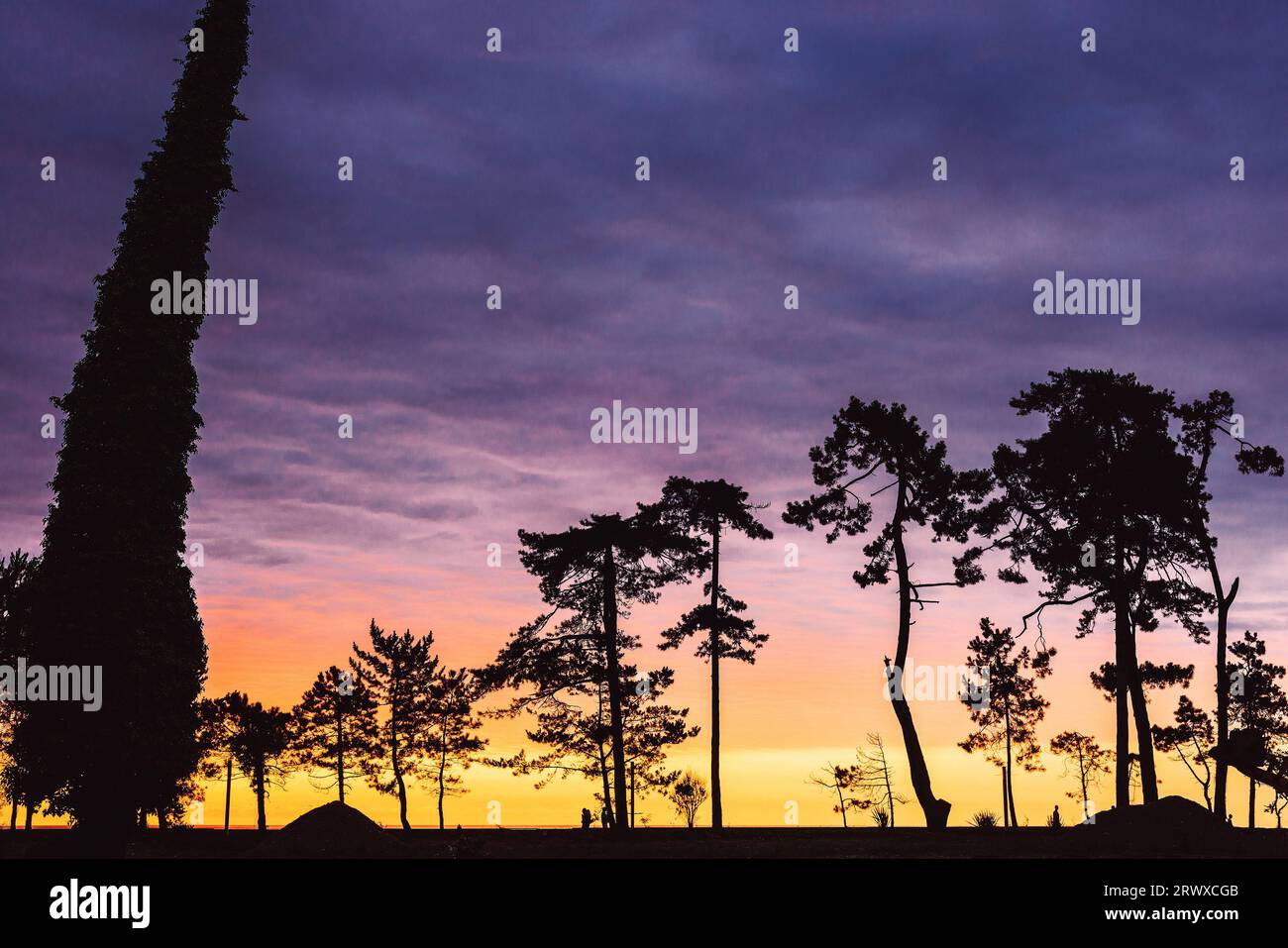 sunset landscape with pine trees Stock Photo - Alamy