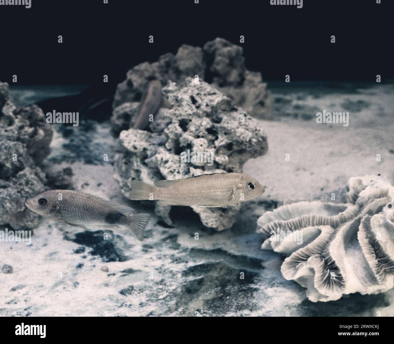 Bottom decoration hi-res stock photography and images - Alamy