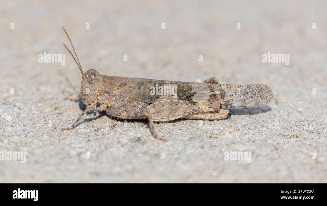 Pallid-winged Grasshopper resting on residential property's driveway in ...