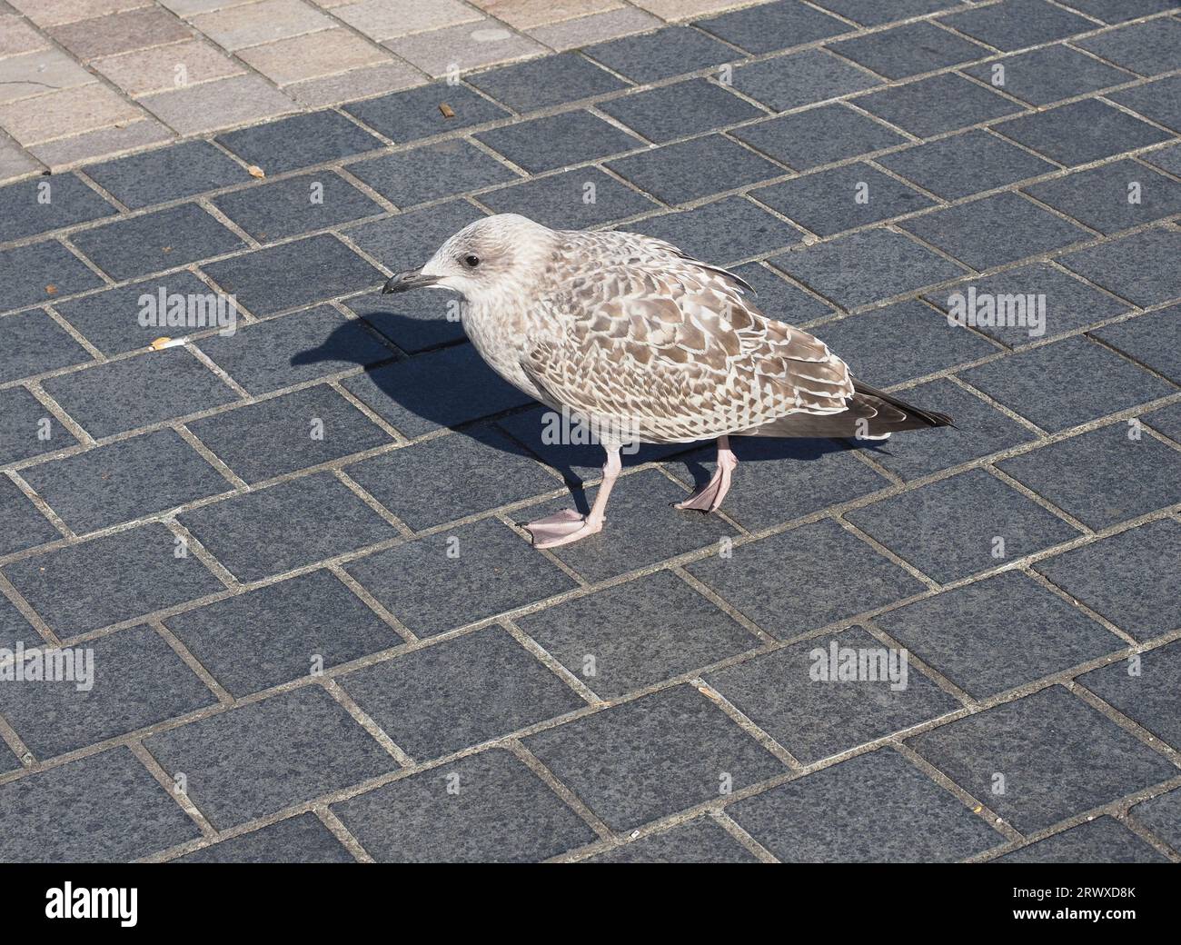 young gull aka seagull of animal class birds Stock Photo - Alamy