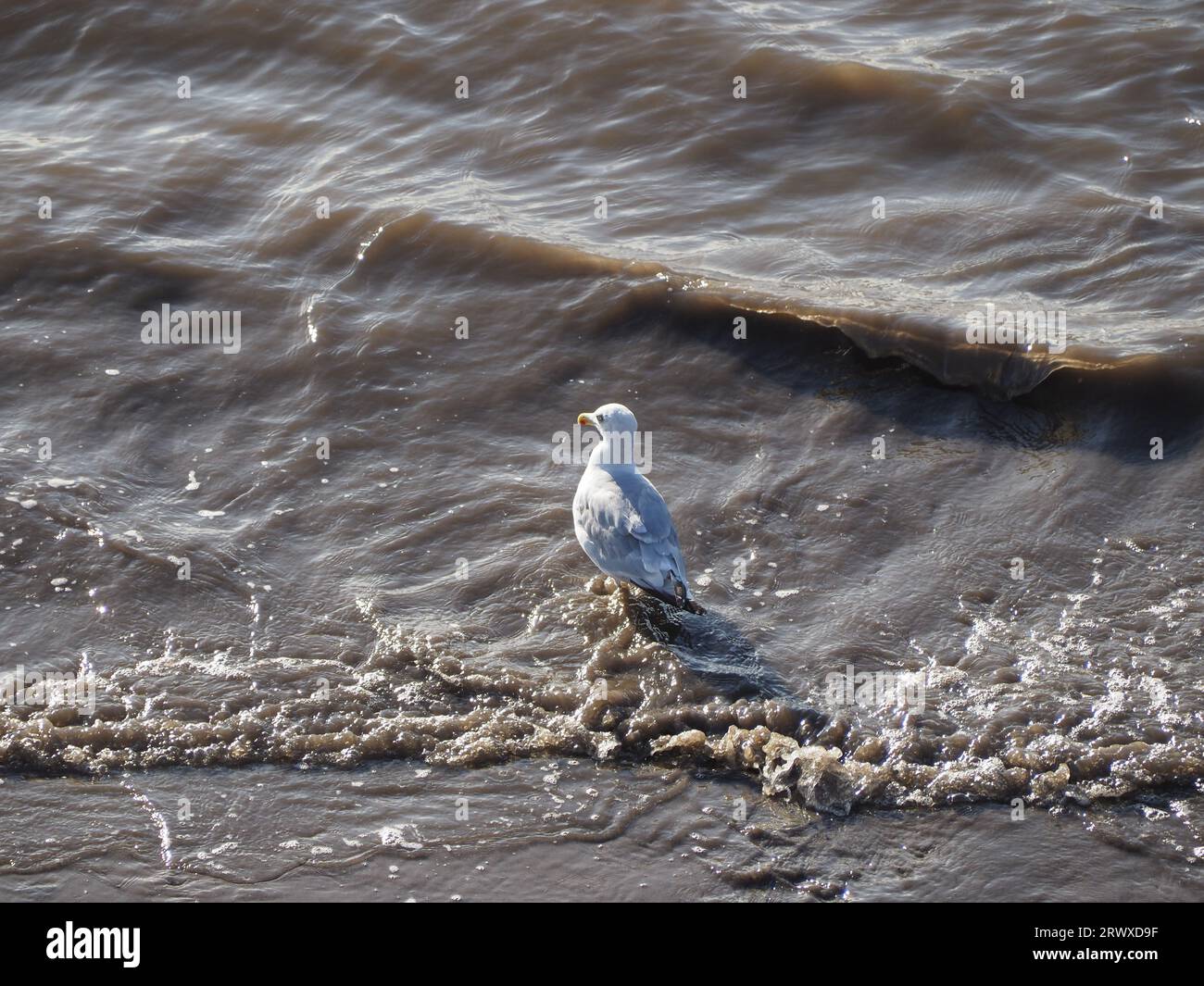 gull aka seagull or mew of animal class birds Stock Photo - Alamy