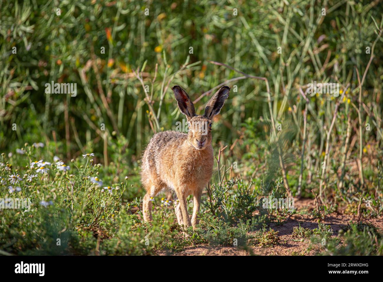 Hare face hi-res stock photography and images - Alamy
