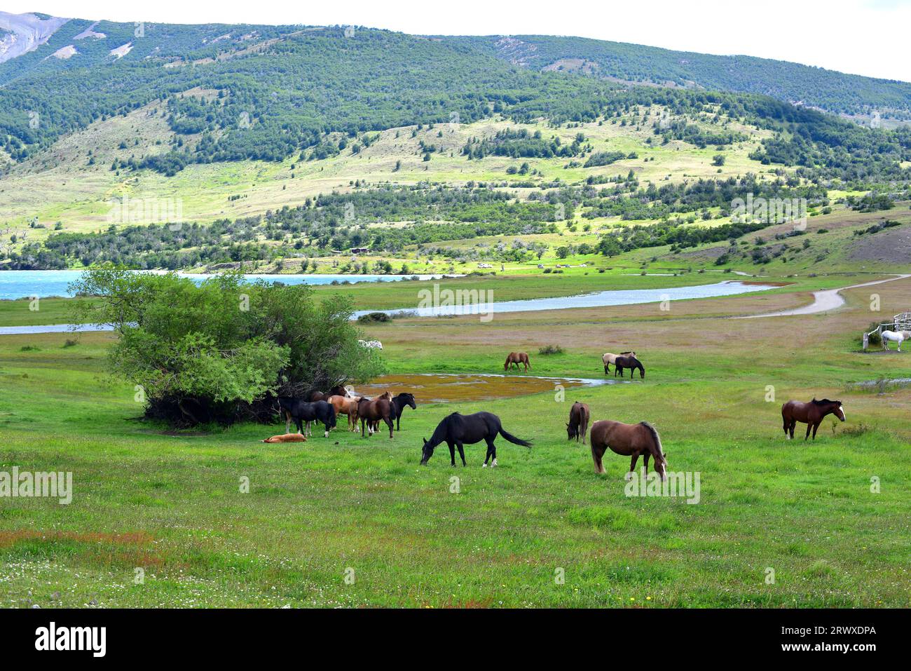 Torres del Paine National Park. Lago Azul (Blue Lake) with horses ...