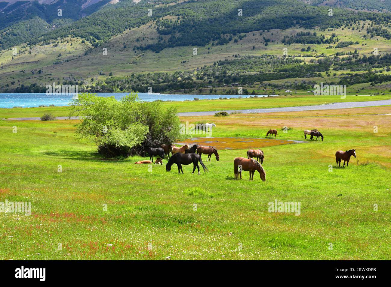 Torres del Paine National Park. Lago Azul (Blue Lake) with horses ...