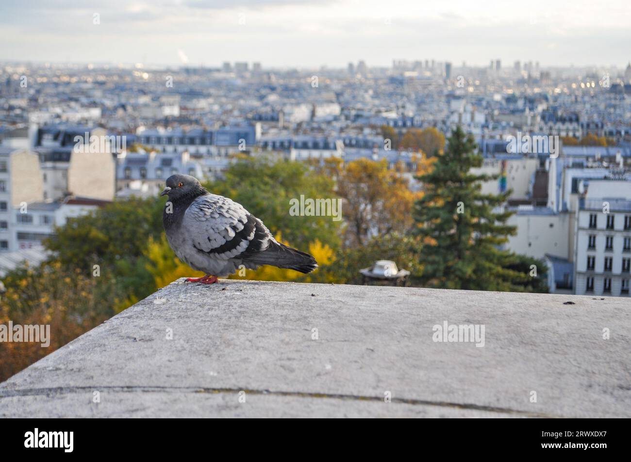 A feral rock pigeon, Columba livia, overlooking the city of Paris ...