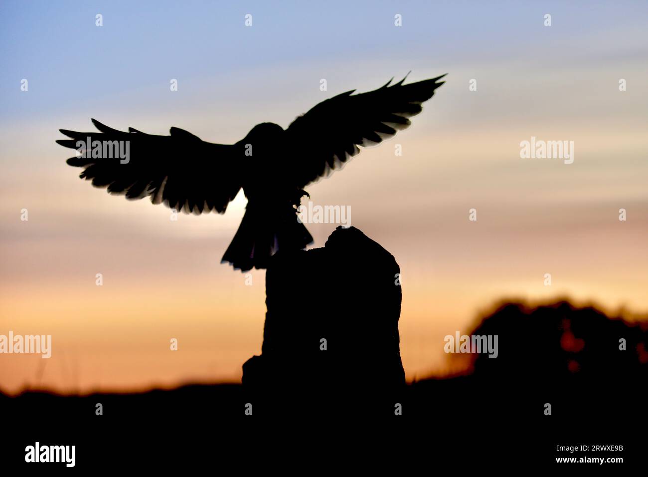Kestrel landing hi-res stock photography and images - Alamy