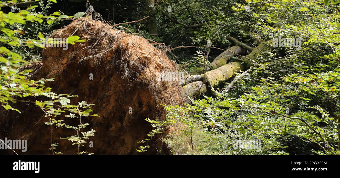 an uprooted tree in the forest Stock Photo - Alamy