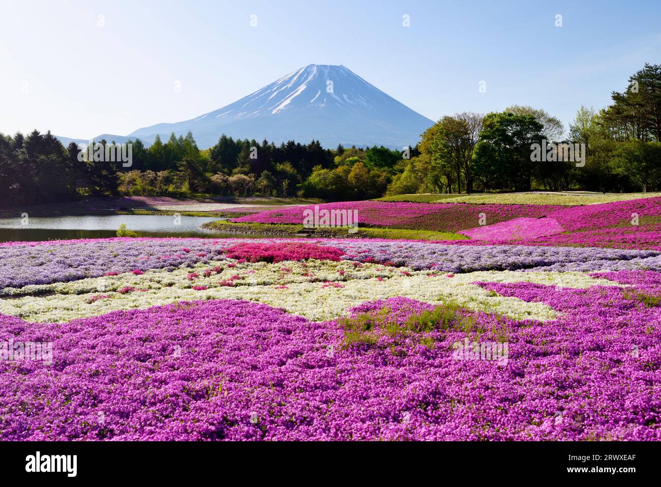 Fuji and Mt. Fuji at the Fuji Shiba Cherry Blossom Festival at Fuji ...